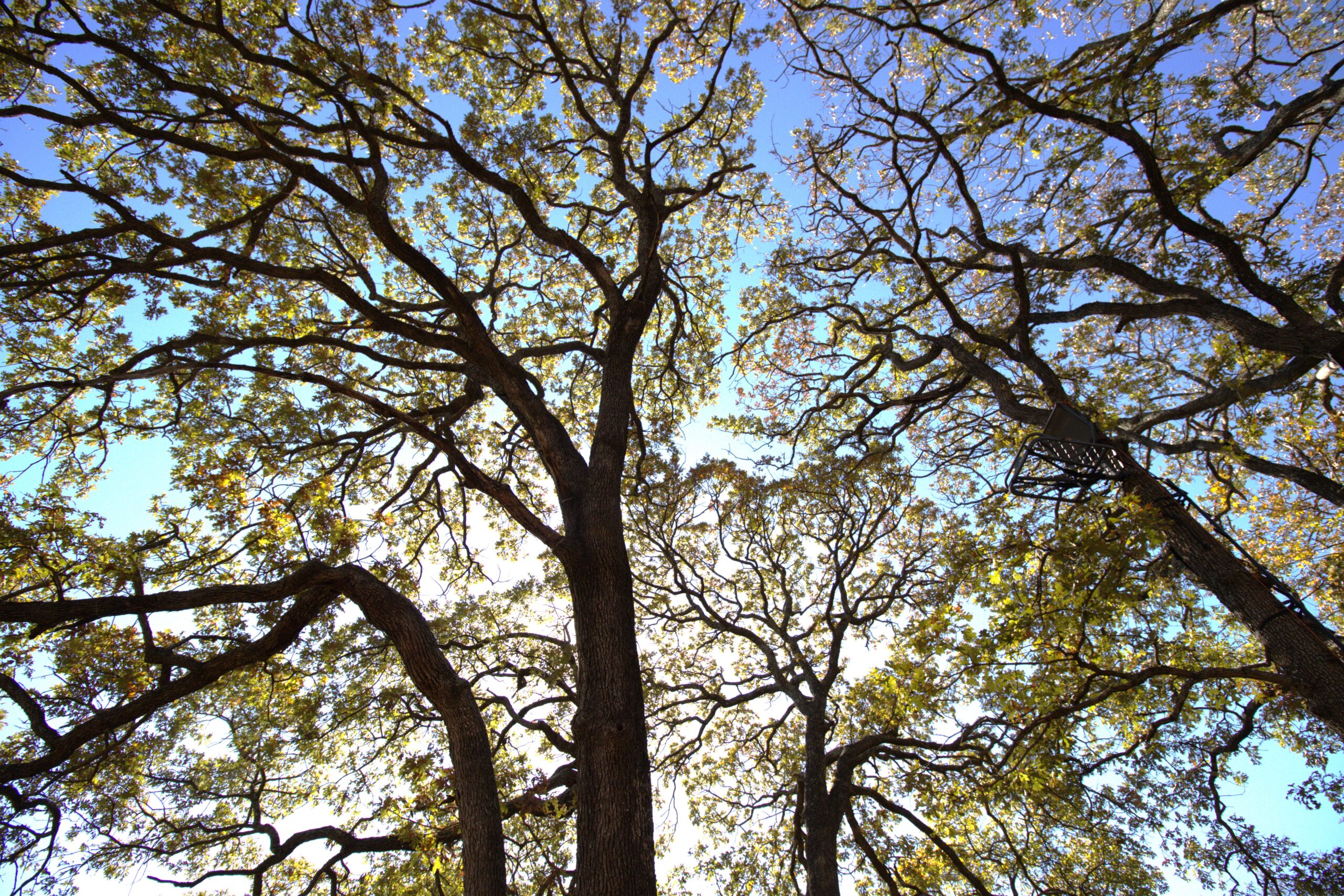 Oak Crest Ranch | Hayden Outdoors